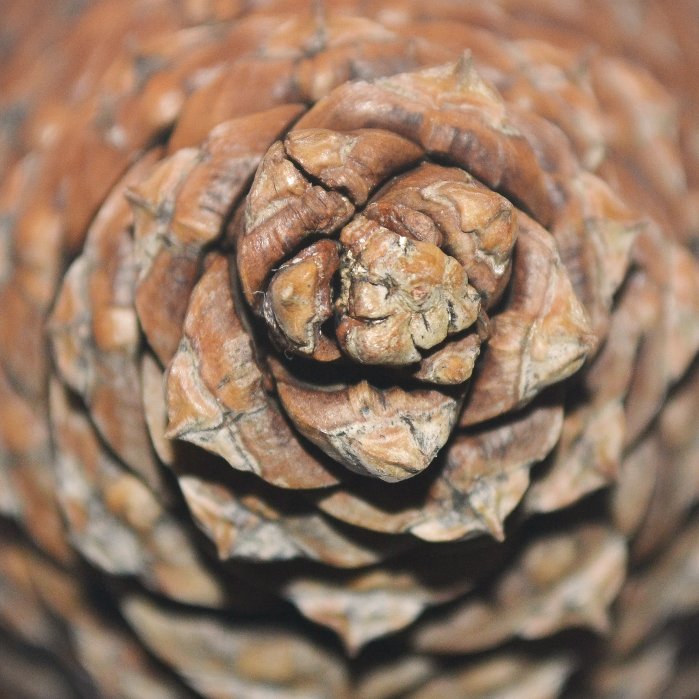 Biomimetics (Pine-cone) - 普象网