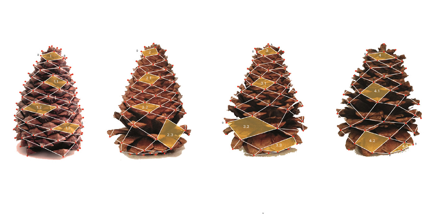 Biomimetics (Pine-cone) - 普象网