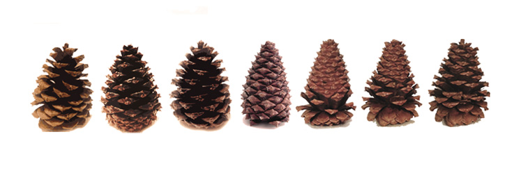 Biomimetics (Pine-cone) - 普象网