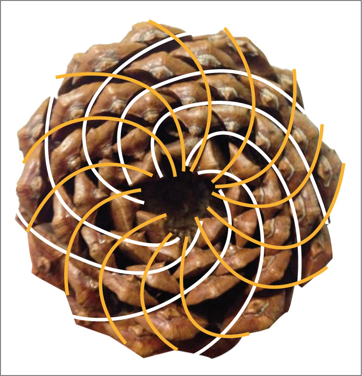Biomimetics (Pine-cone) - 普象网