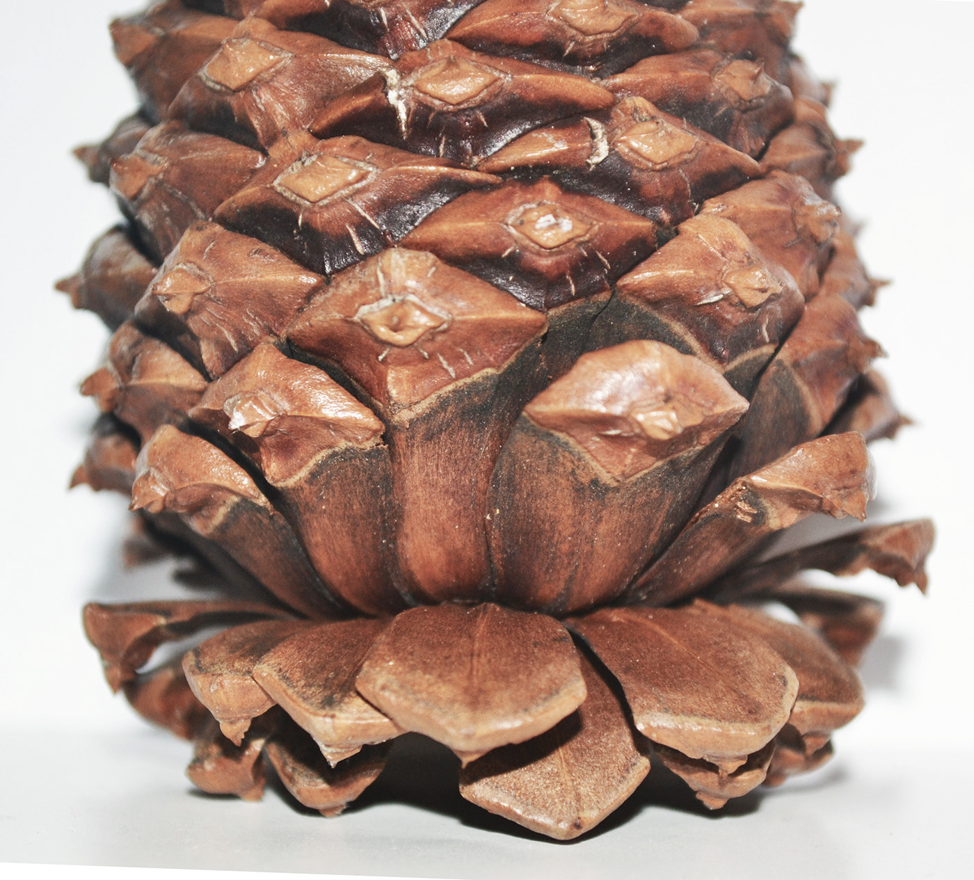Biomimetics (Pine-cone) - 普象网