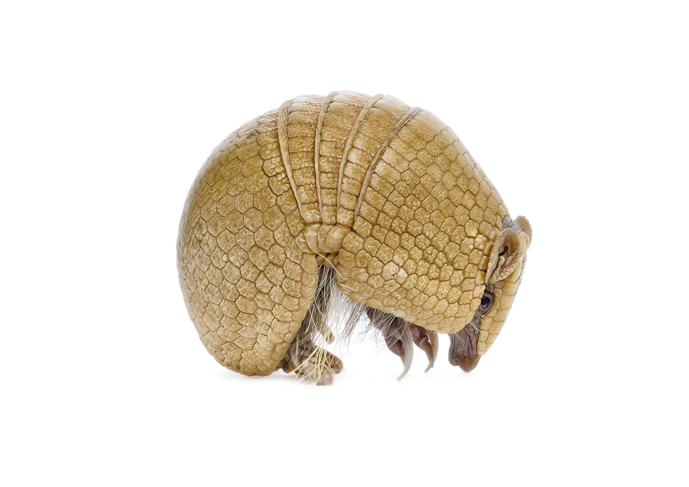 ROAD FRIEND - 普象网