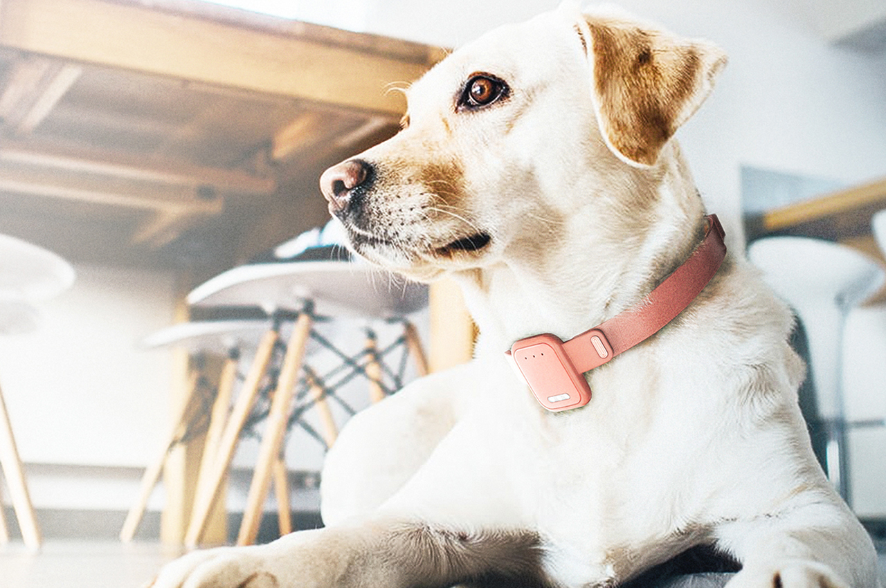 These IoT pet devices uses smart technology to allow owners to interact ...