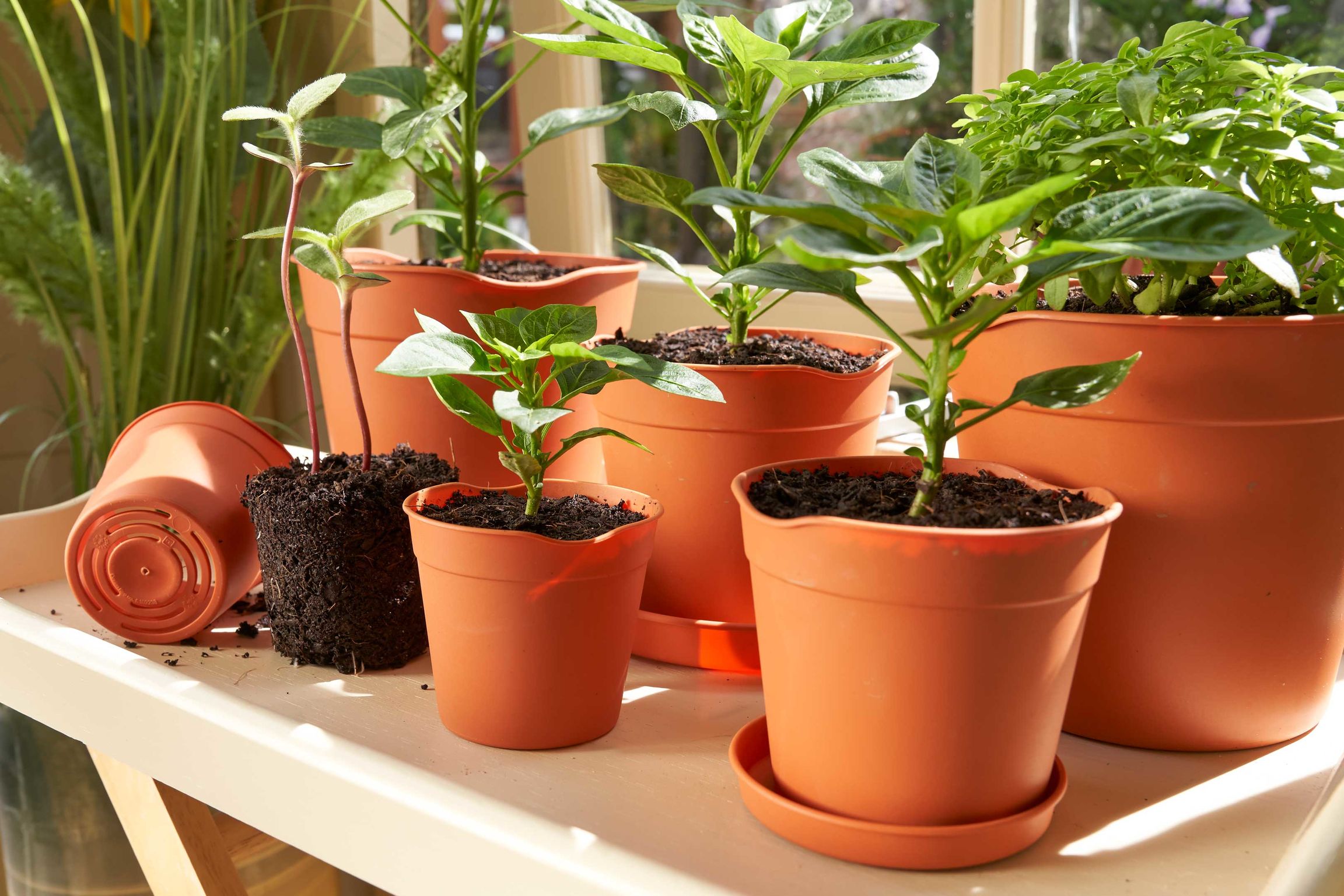 【2022年 iF设计奖】Clever Pots ''Easy Release Propagation'' - 普象网